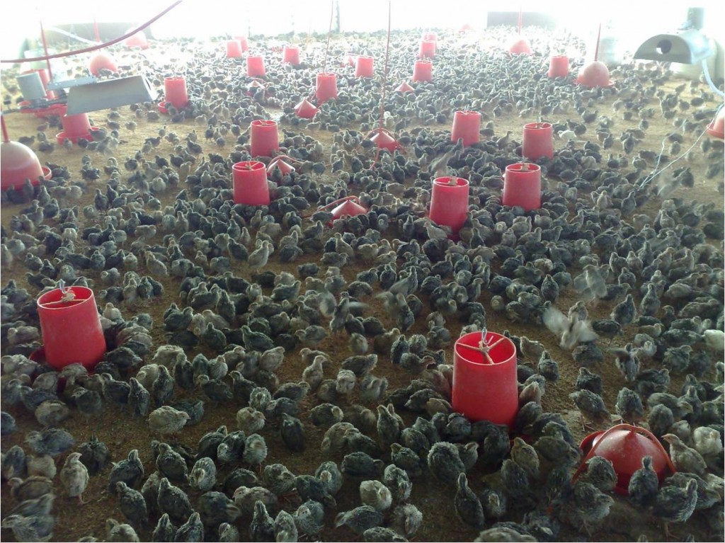 Como formar uma boa criação de codornas | Nordeste Rural