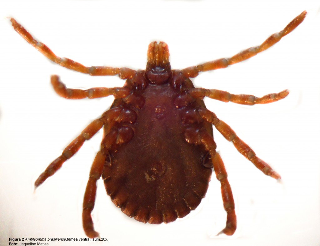 Cuidados para evitar a transmissão da febre maculosa transmitida pelo ...