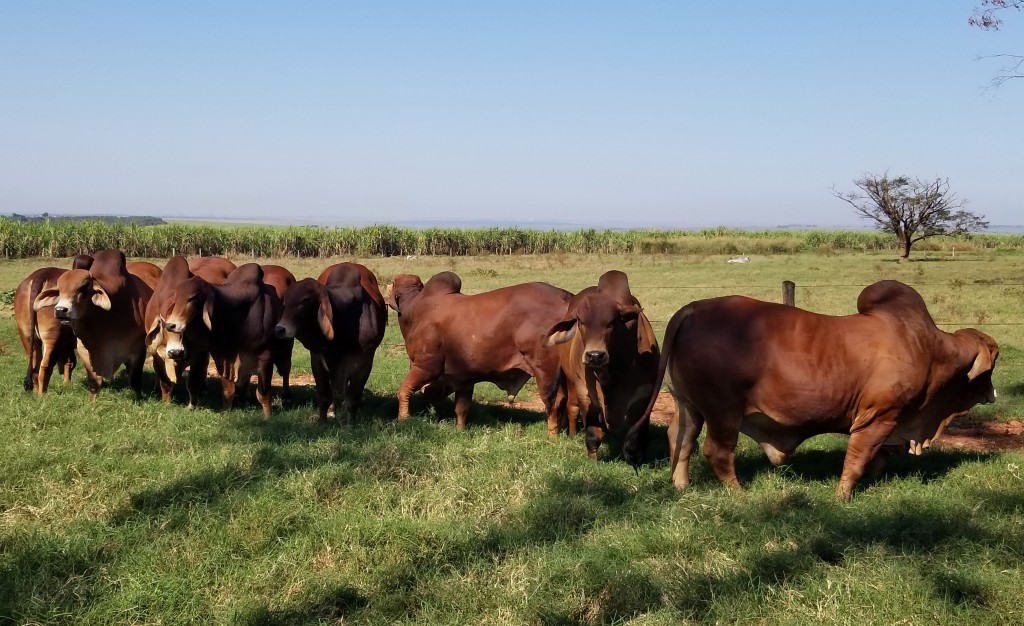 Cresce no Brasil o interesse dos pecuaristas para amplia os rebanhos da ...