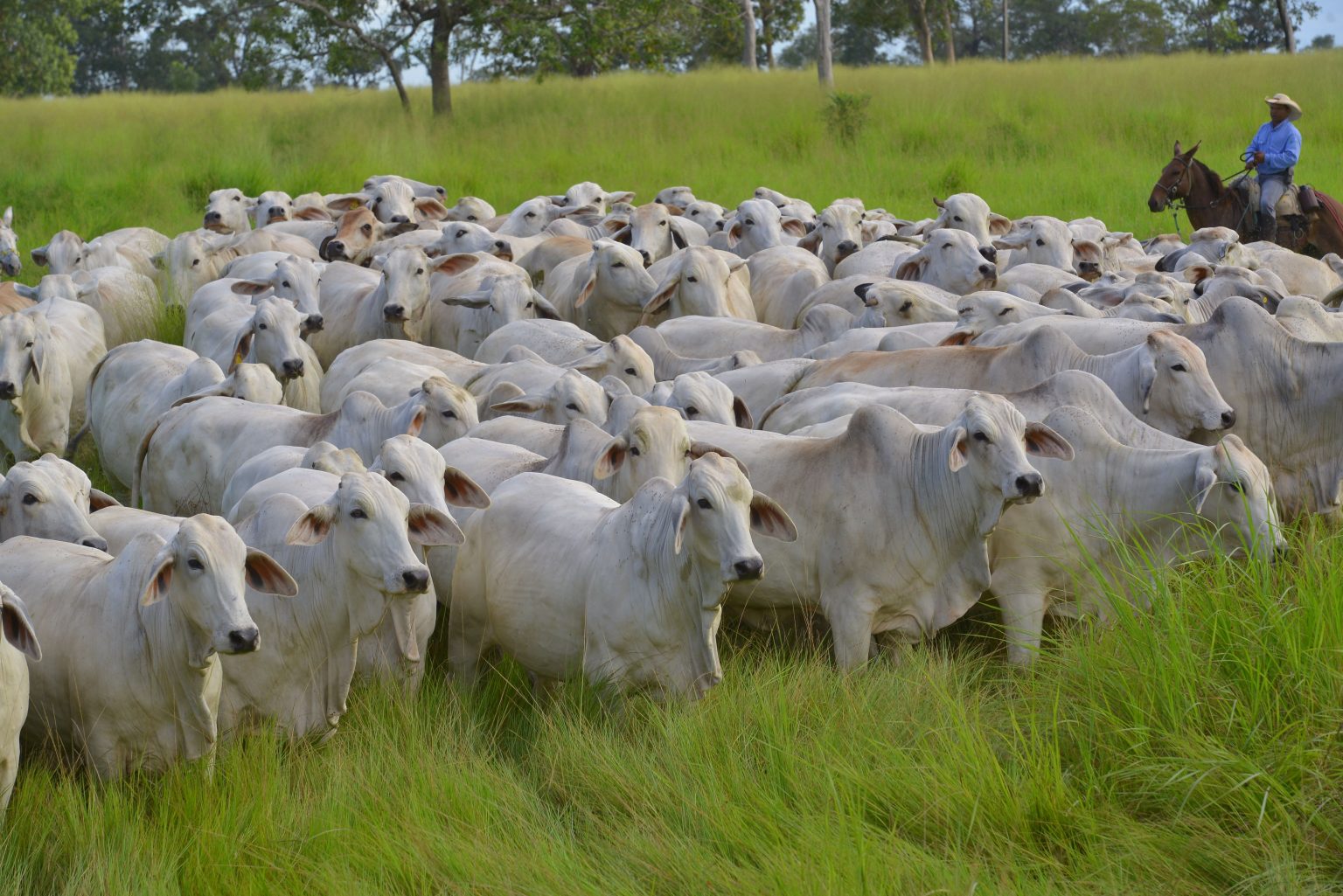 Apesar de bom pasto no inverno o rebanho de corte precisa de ...