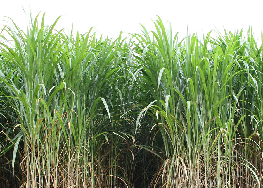 O capim elefante pode ser cultivado do Norte ao Sul do Brasil e ...